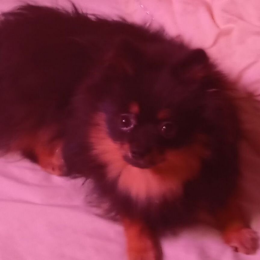 Померанский шпиц, щенок