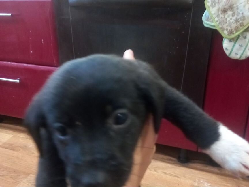 Щенки лабрадора