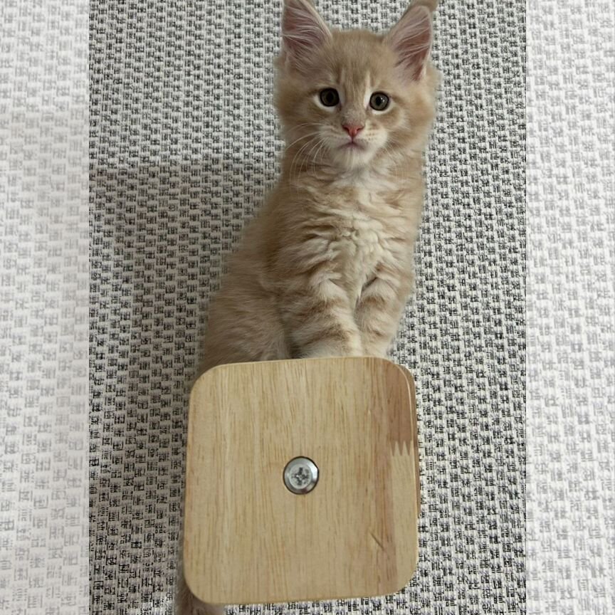 Мейн-кун котёнок