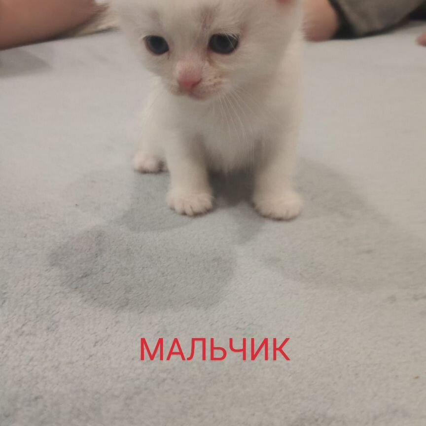 Продам котят