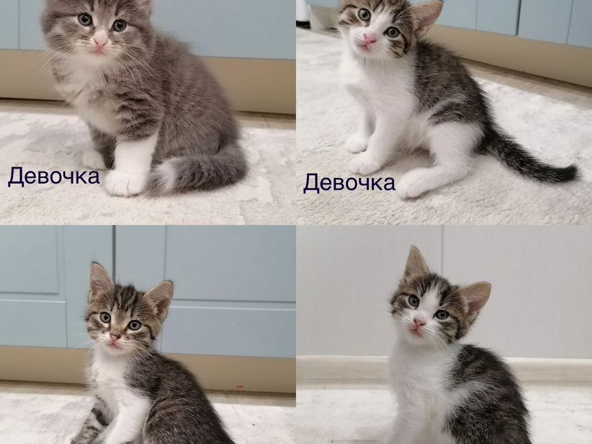 Кошки