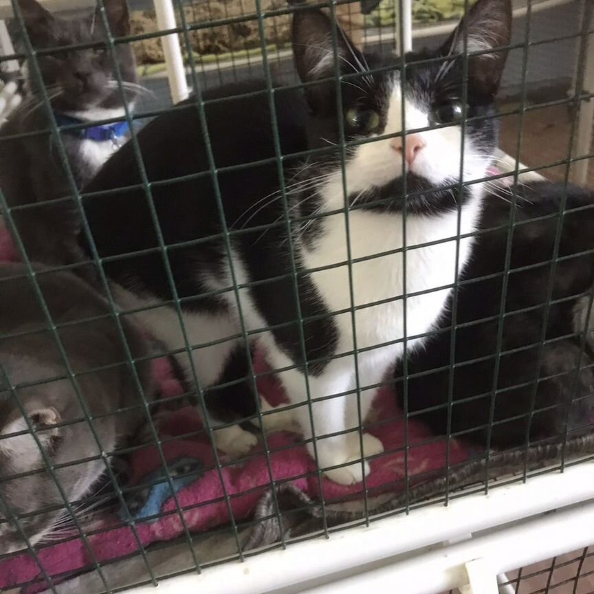 Кошечка Санта в добрые руки