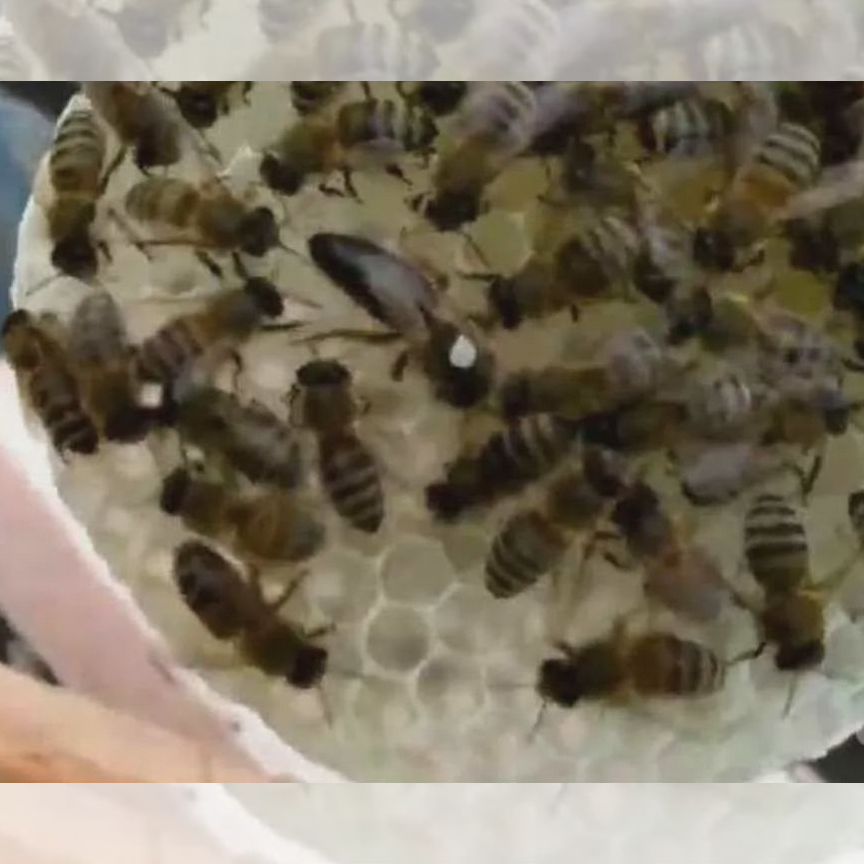 Матки карпатка Ф1