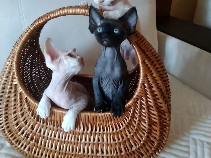 Котята девон-рекс