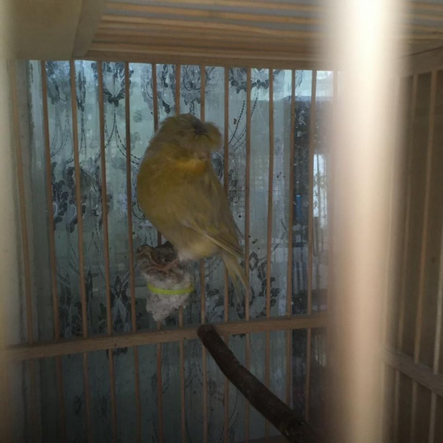 Кенара и канарейки