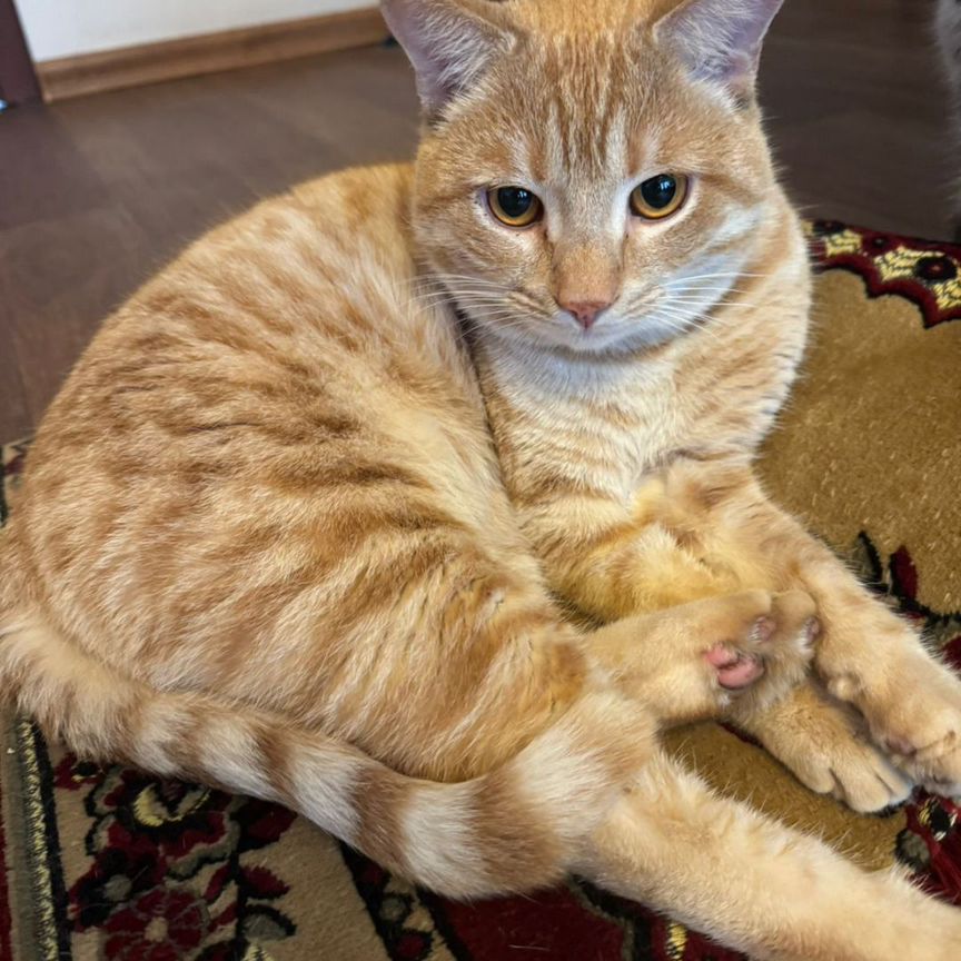 Кис-киски в добрые руки