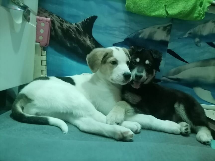 Щеночки здоровые, умненькие, привитые