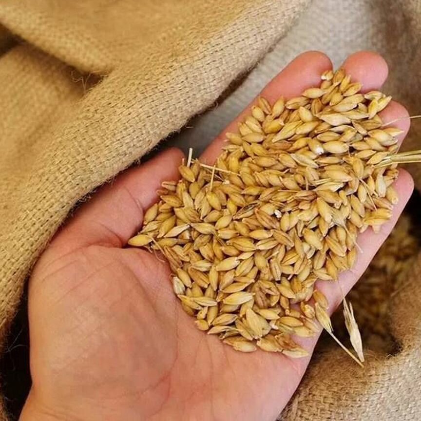 Зерно пшеница оптом