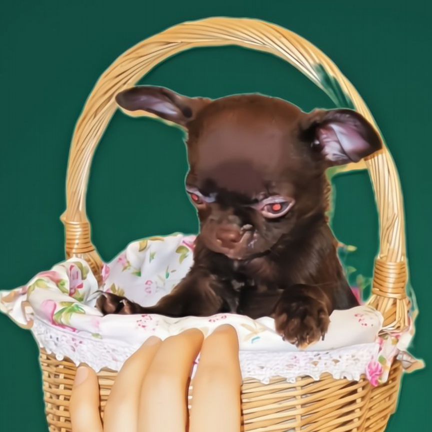 Чихуахуа, щенок