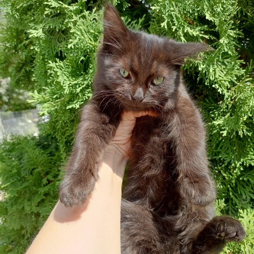 Котодетки в добрые руки