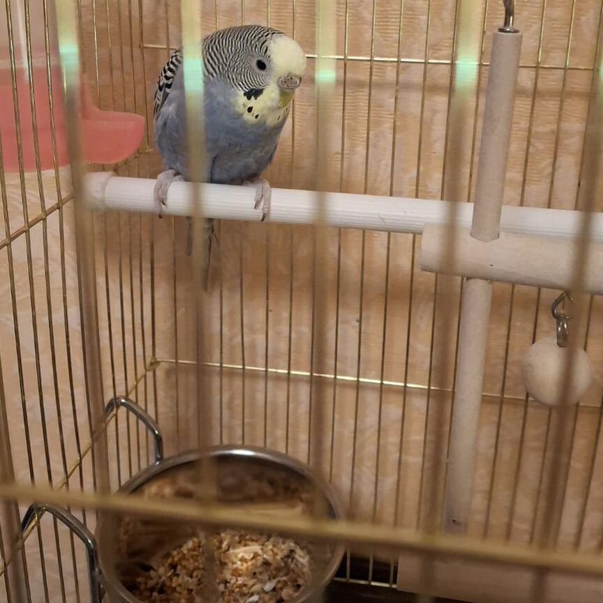 Волнистый попугай