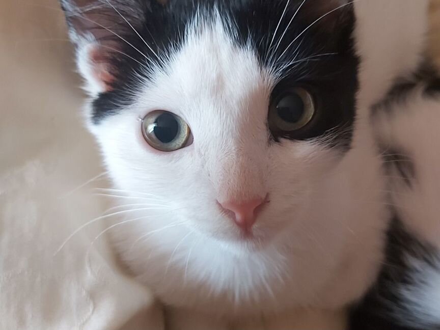 Бездомный котенок мальчик в поисках дома