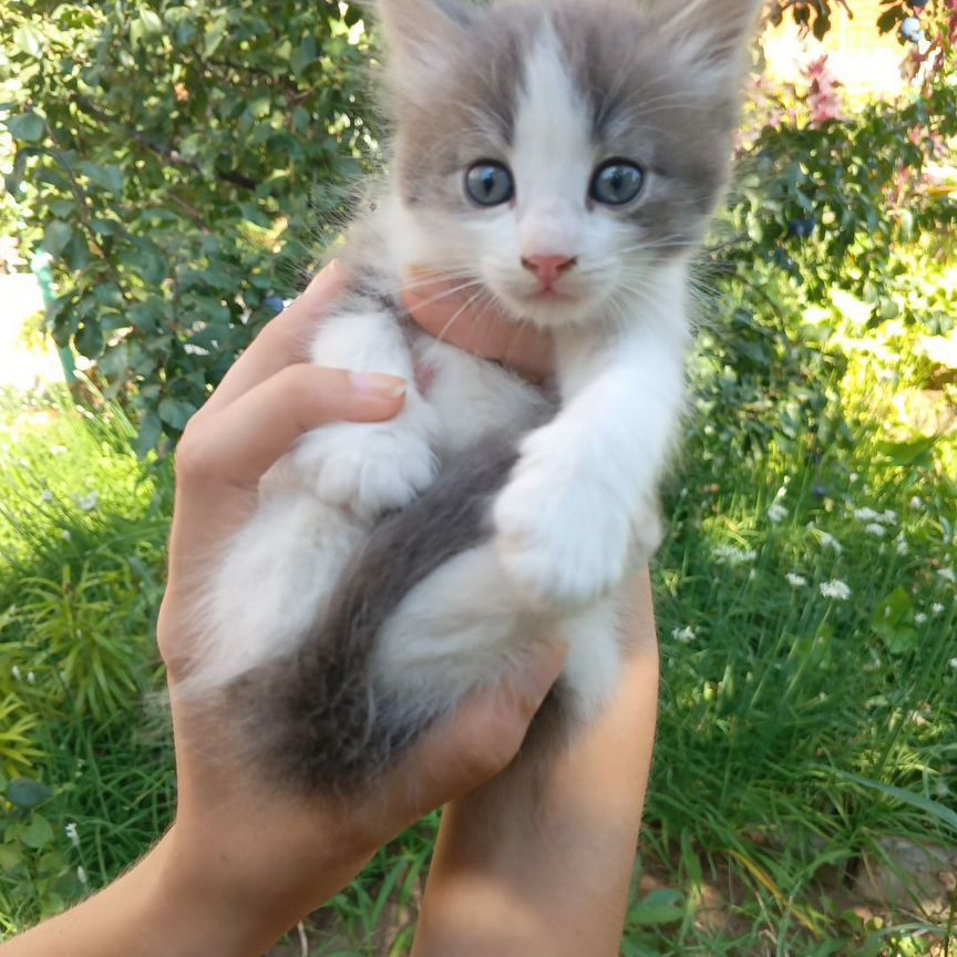 Котёнок мальчуган