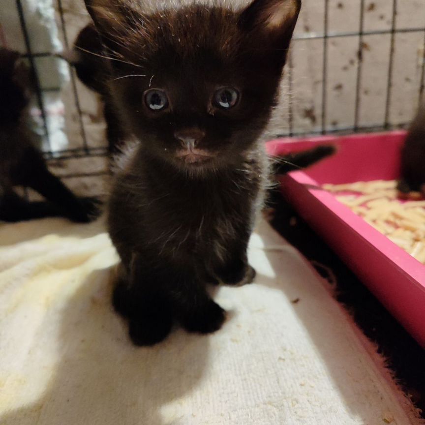 Котёнок мальчик в добрые руки