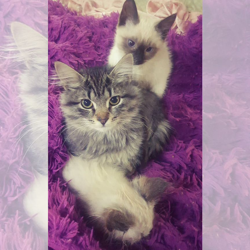 Котята в добрые руки