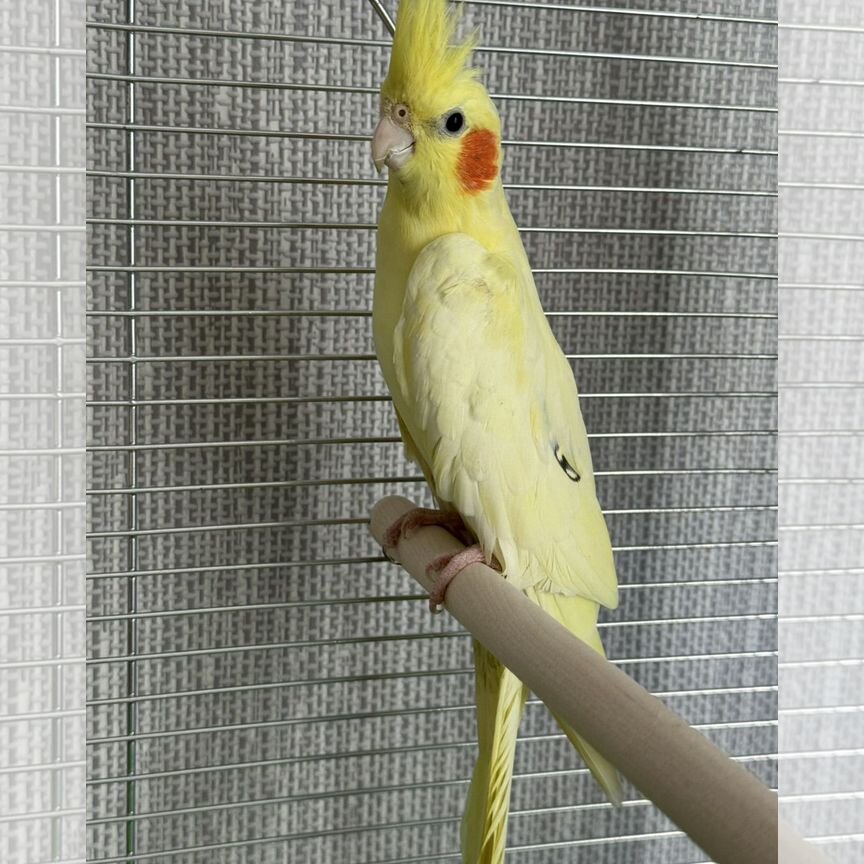 Попугай корелла