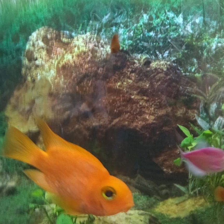 Красный попугай рыбка