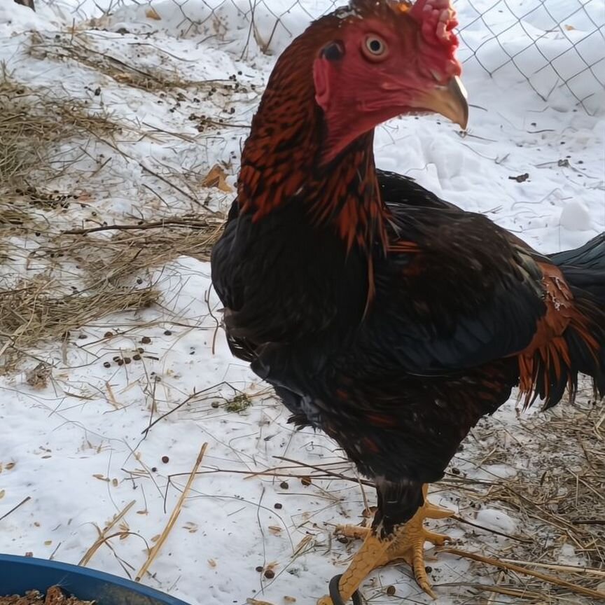 Петух породы Азиль