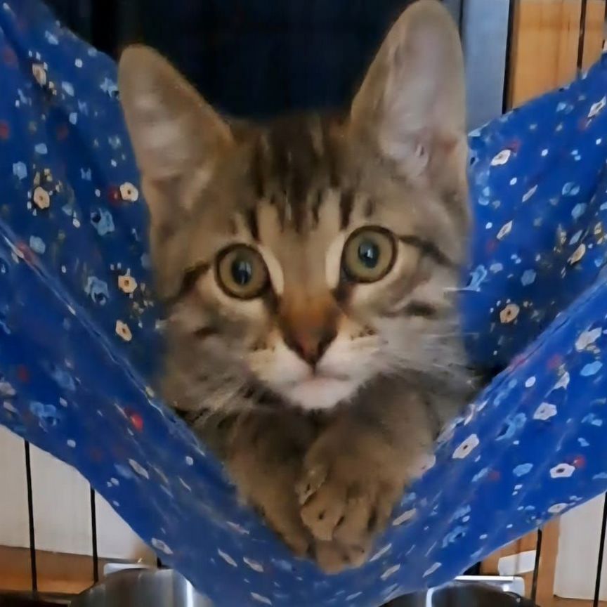 Котенок, найденный в коробке