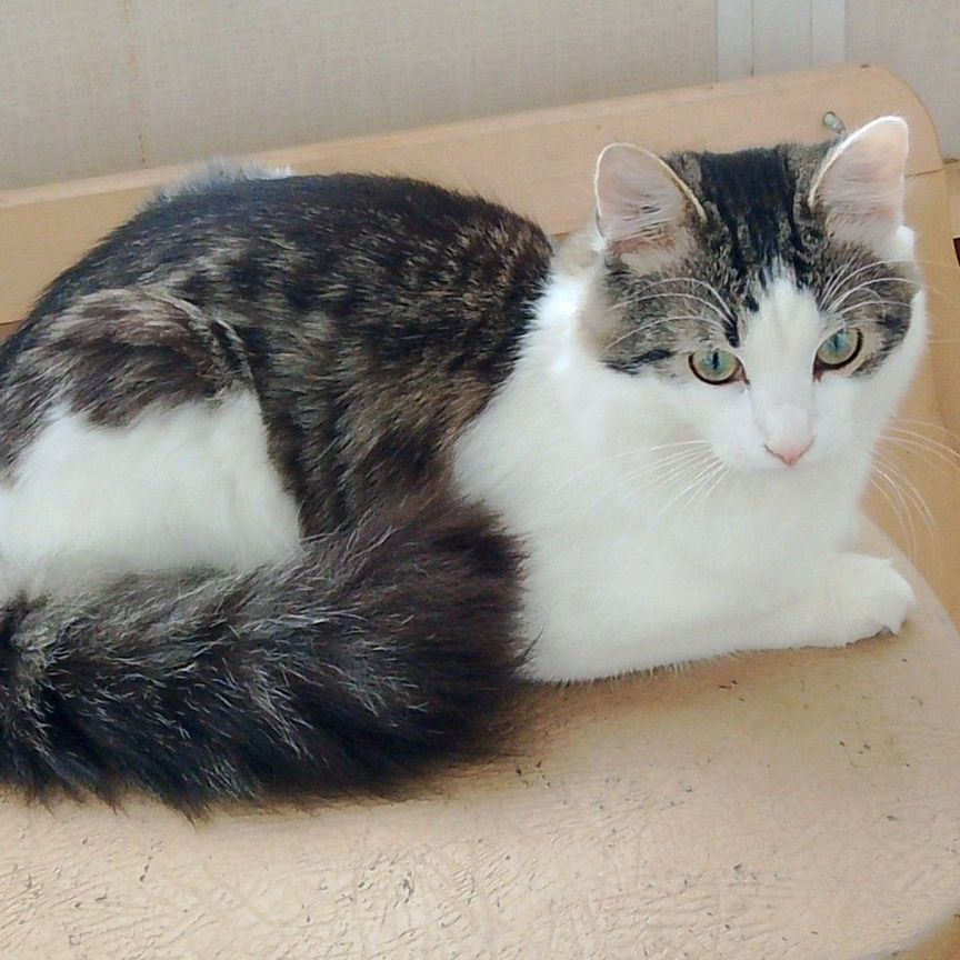 Отдам кота в добрые руки бесплатно
