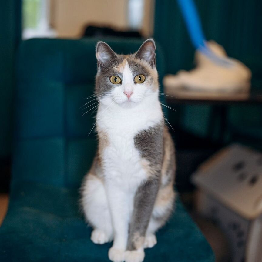 Трехцветная кошка Мая в добрые руки