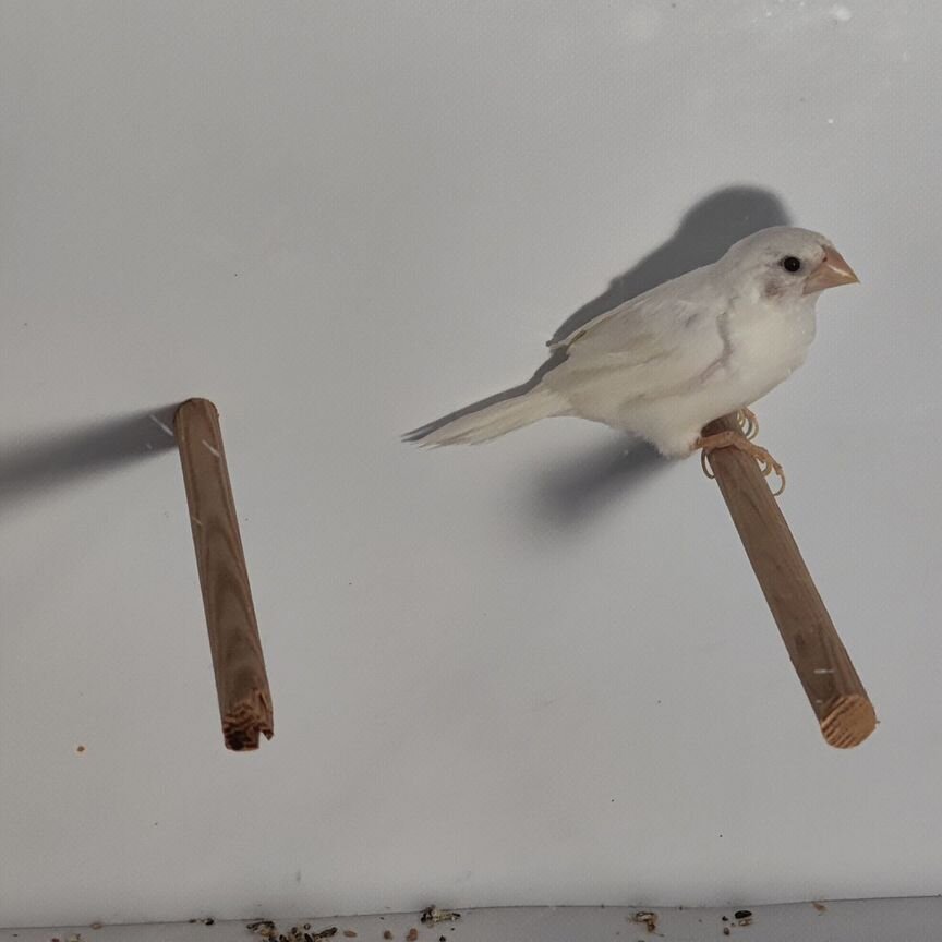 Японские амадины