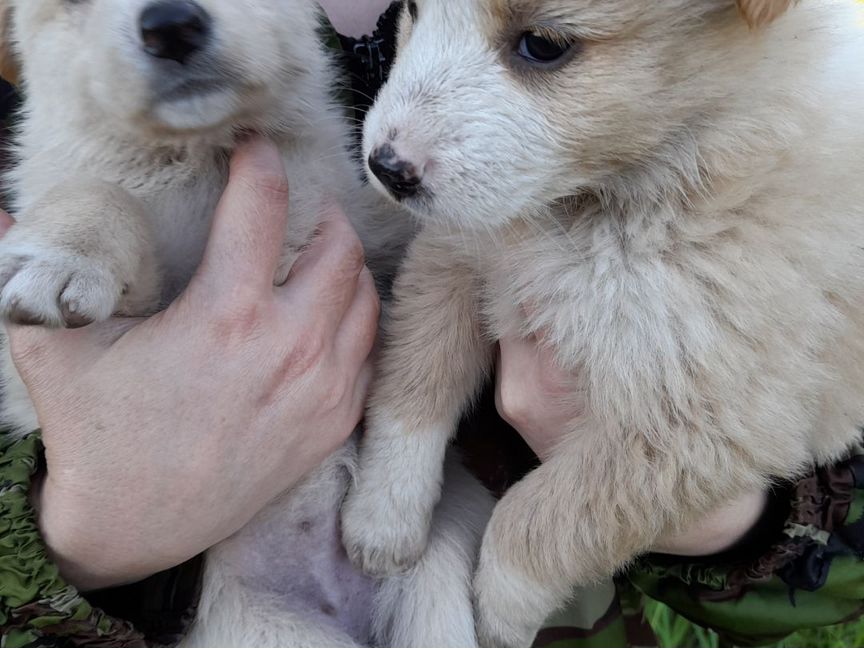 Собака в добрые руки щенок