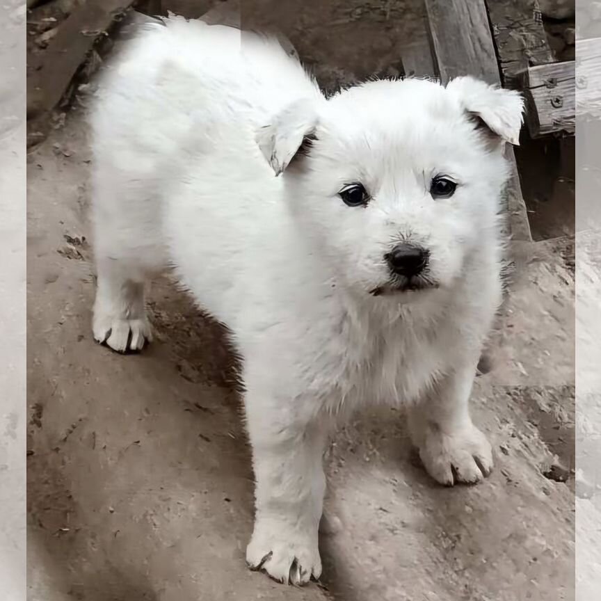 Щенки ищут родителей