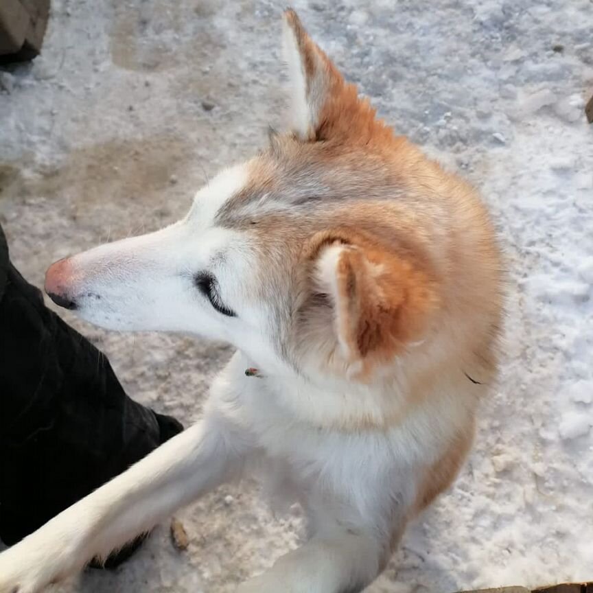 Западно сибирская лайка
