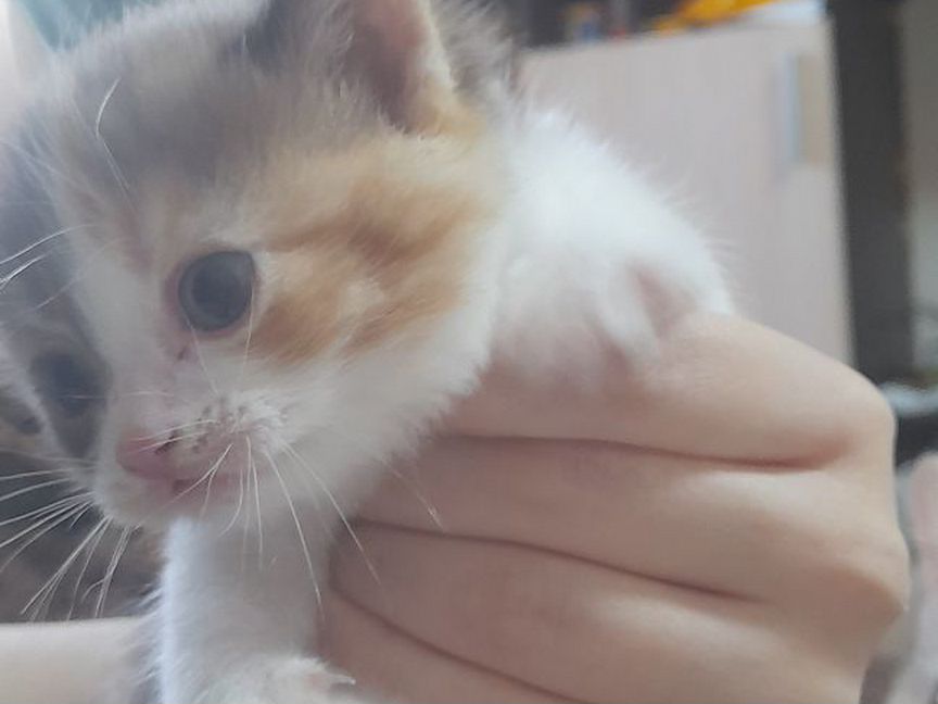 Шотланский котенок