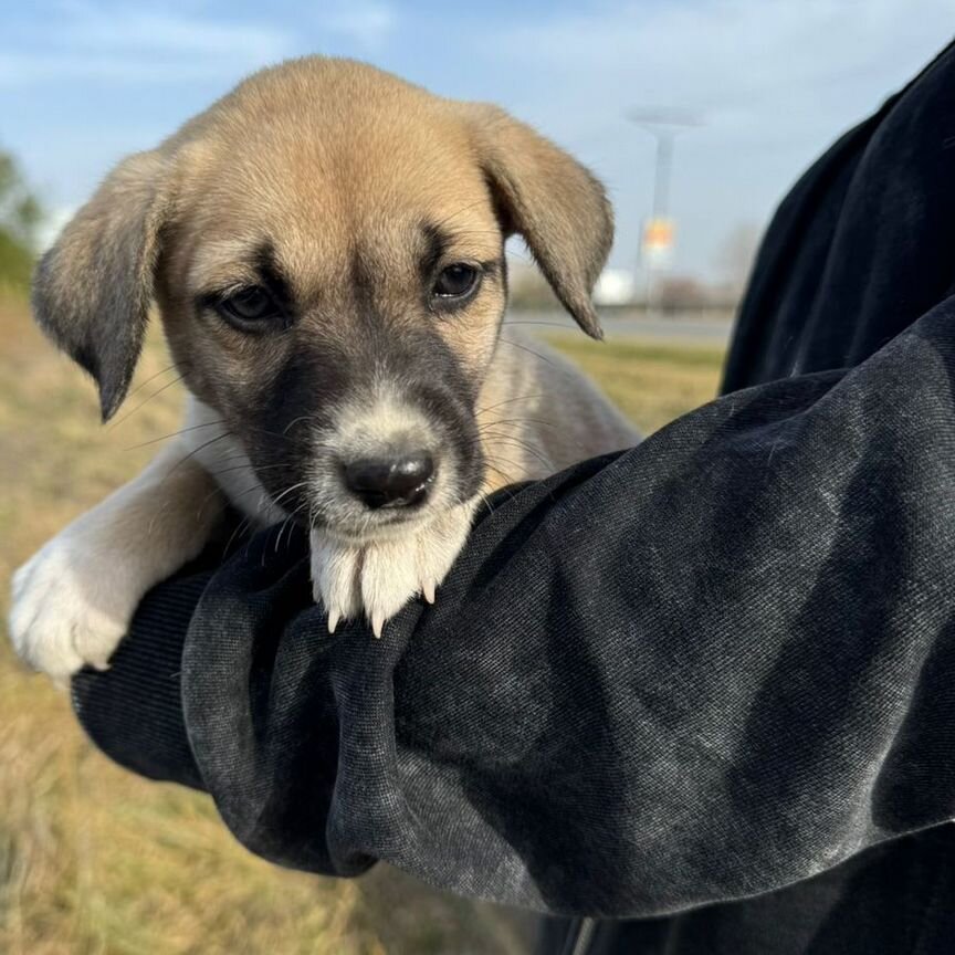 Щенок в добрые руки бесплатно