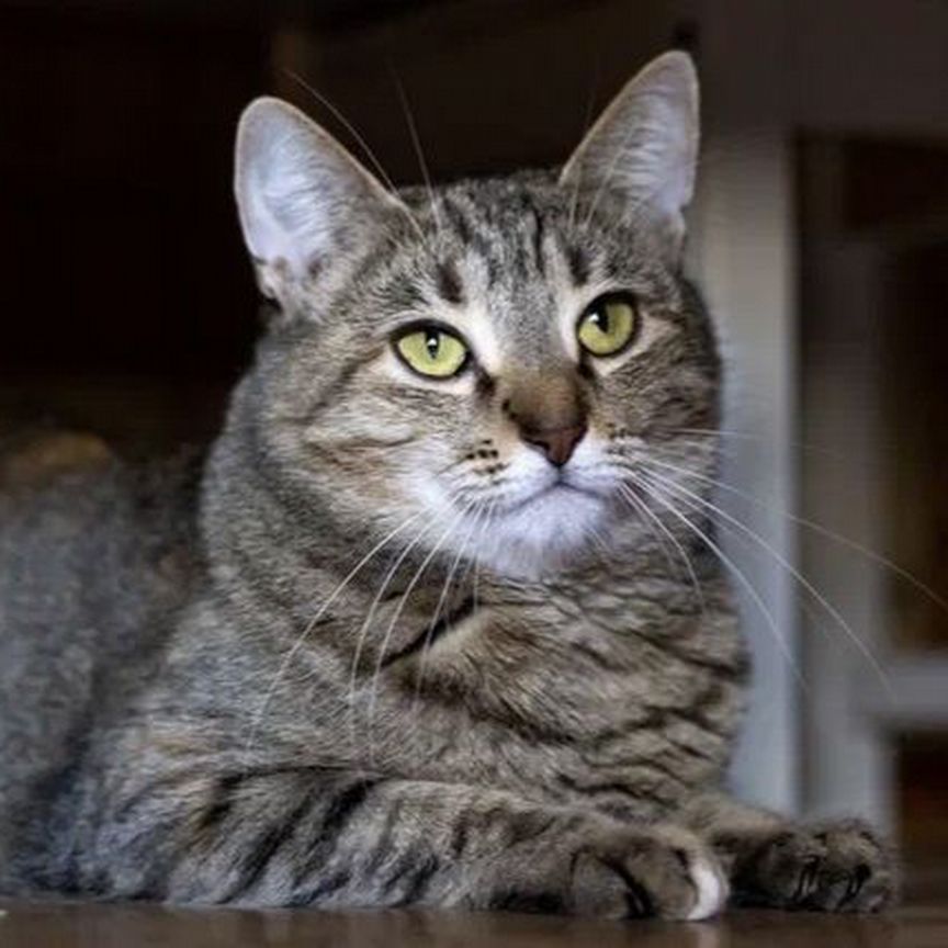 Очаровательная "шпротинка " Алисента ищет дом