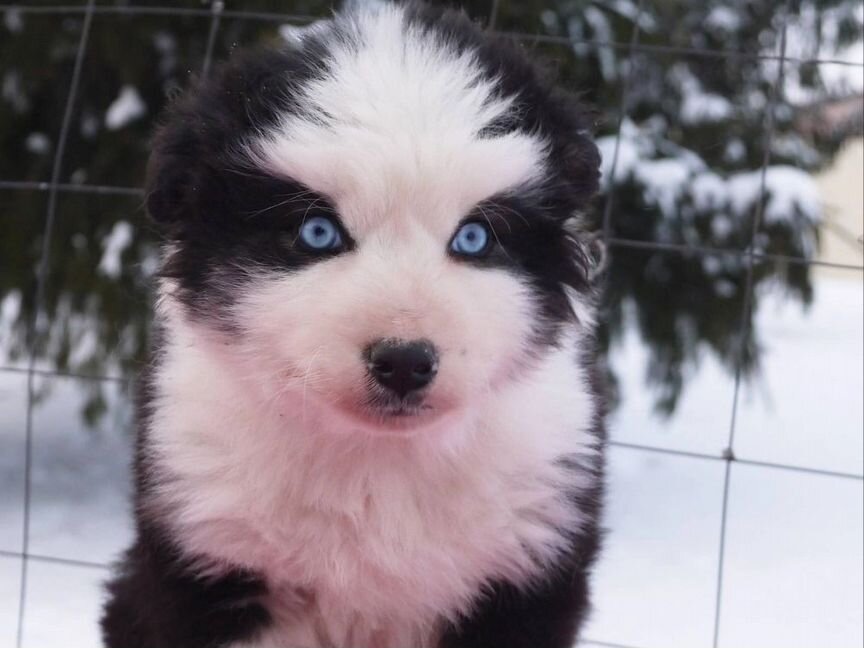 Якутская лайка