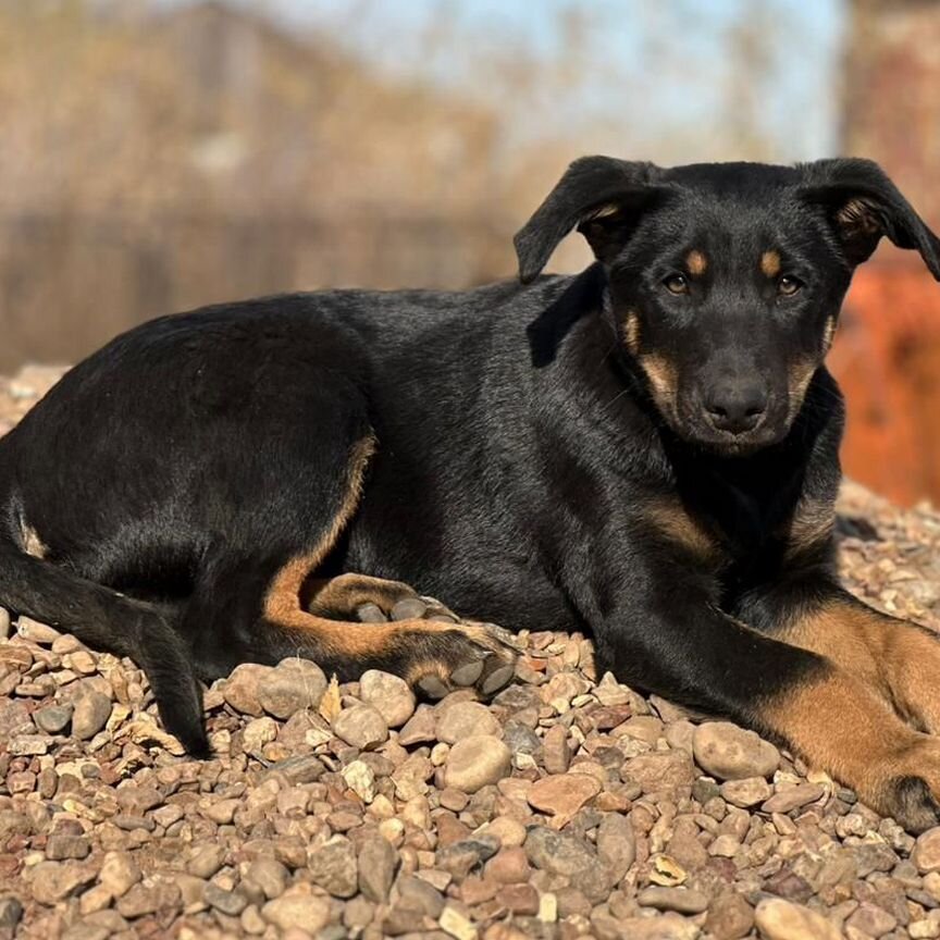 Щенки в добрые руки