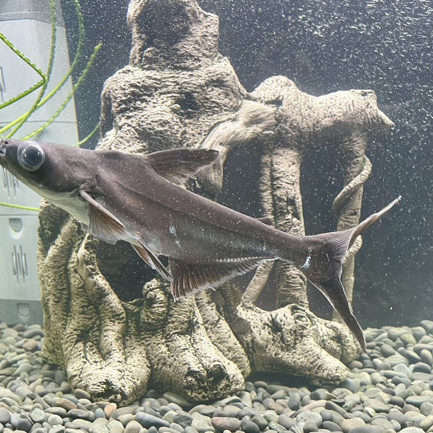 Пангасиус (акулий сом) большой