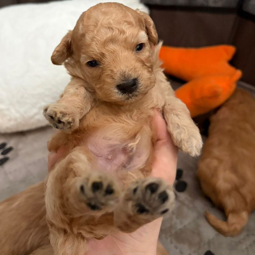 Мальтипу, щенок