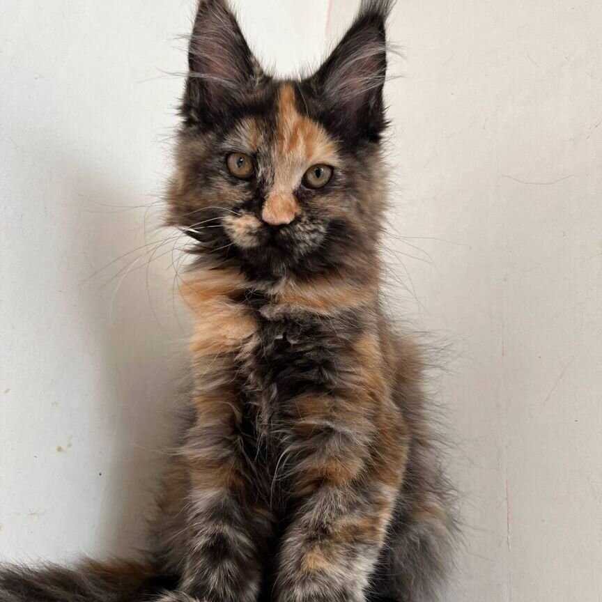 Мейн-кун котёнок