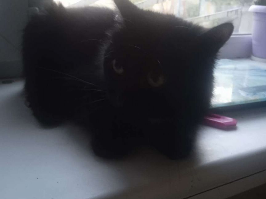 Кот и кошка