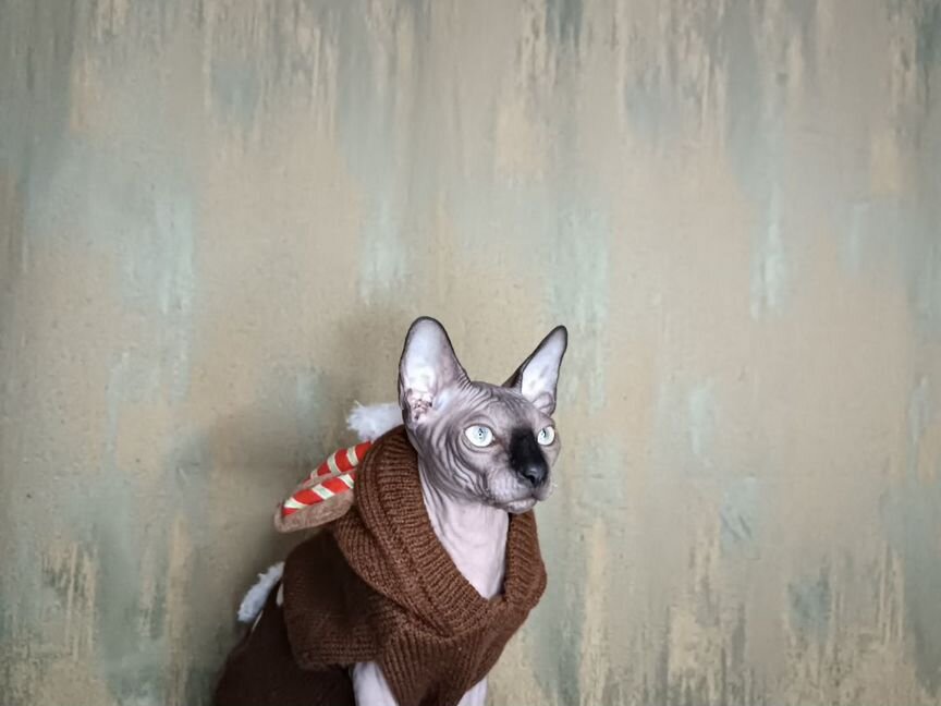 Котенок мальчик Канадский сфинкс