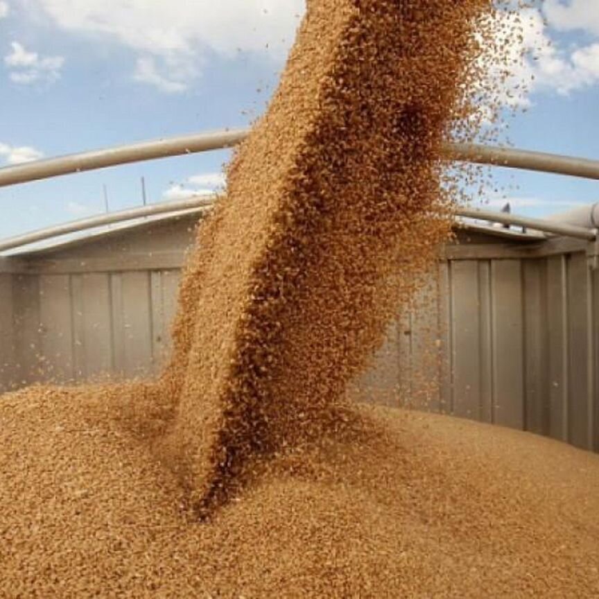 Продам озимая пшеница