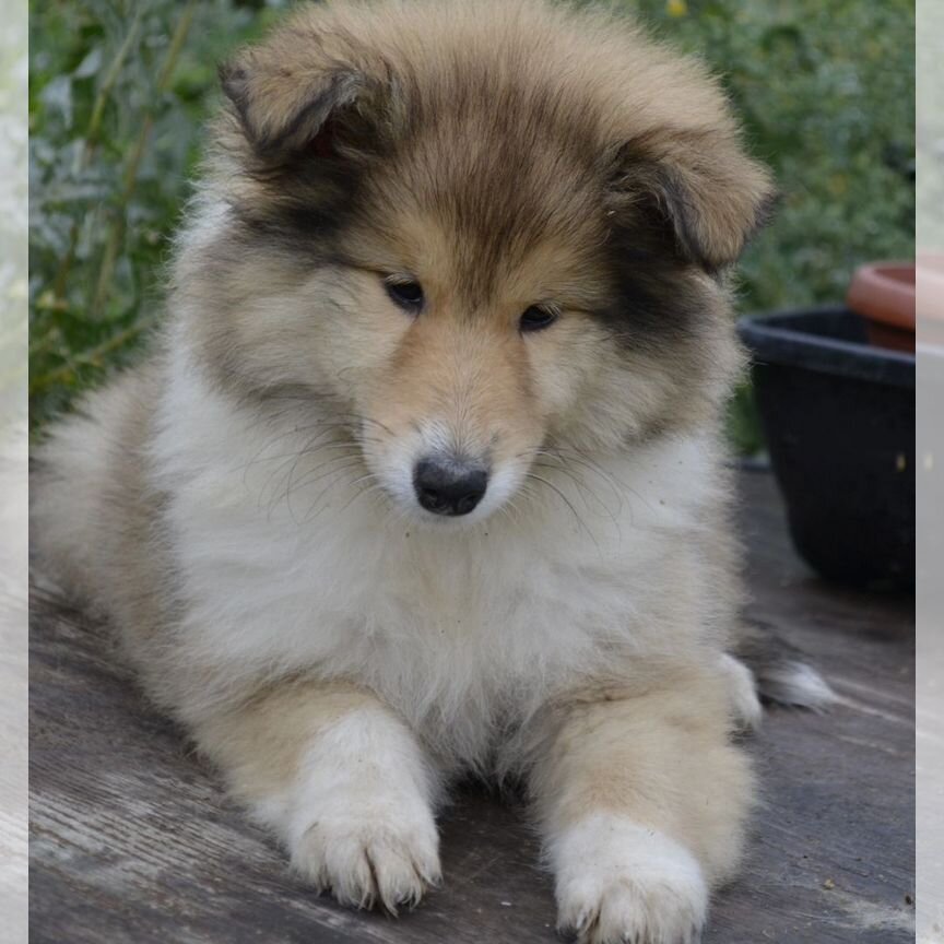 Щенки колли длинношерстный