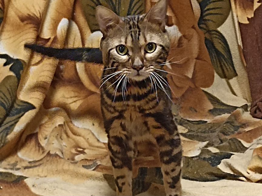 Бенгал мальчик из приюта