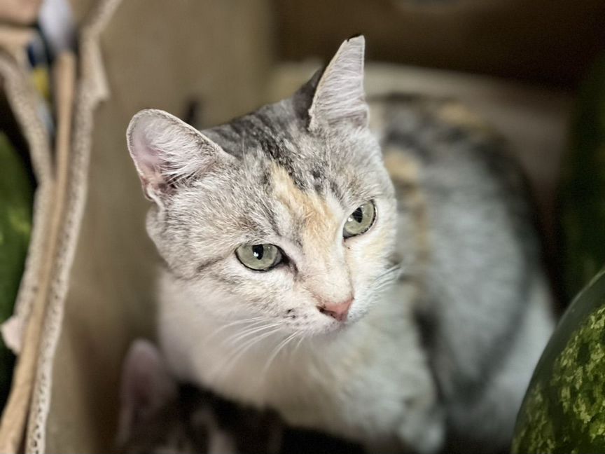 Трехцветная кошка миниатюрная