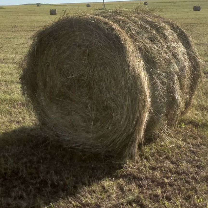 Сено в рулонах