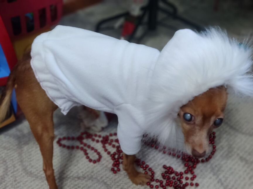 Кофта из флиса для маленькой собачки