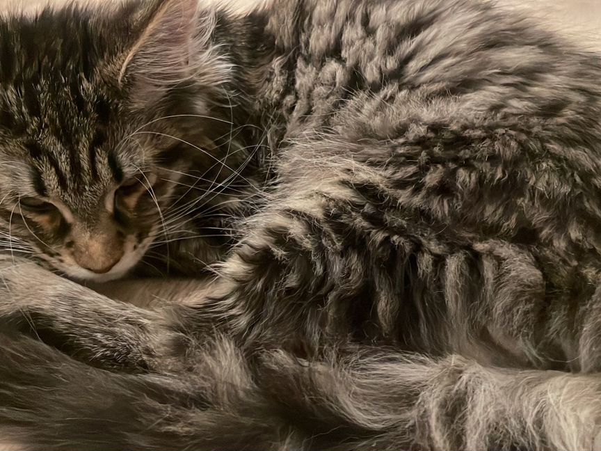Кошки майкун