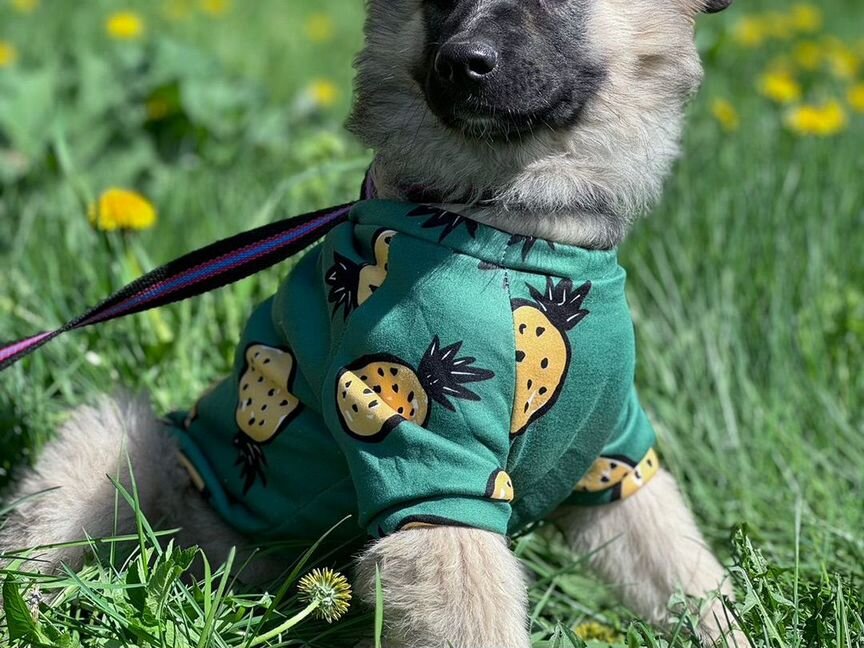 Малышка Сенди из приюта ищет дом