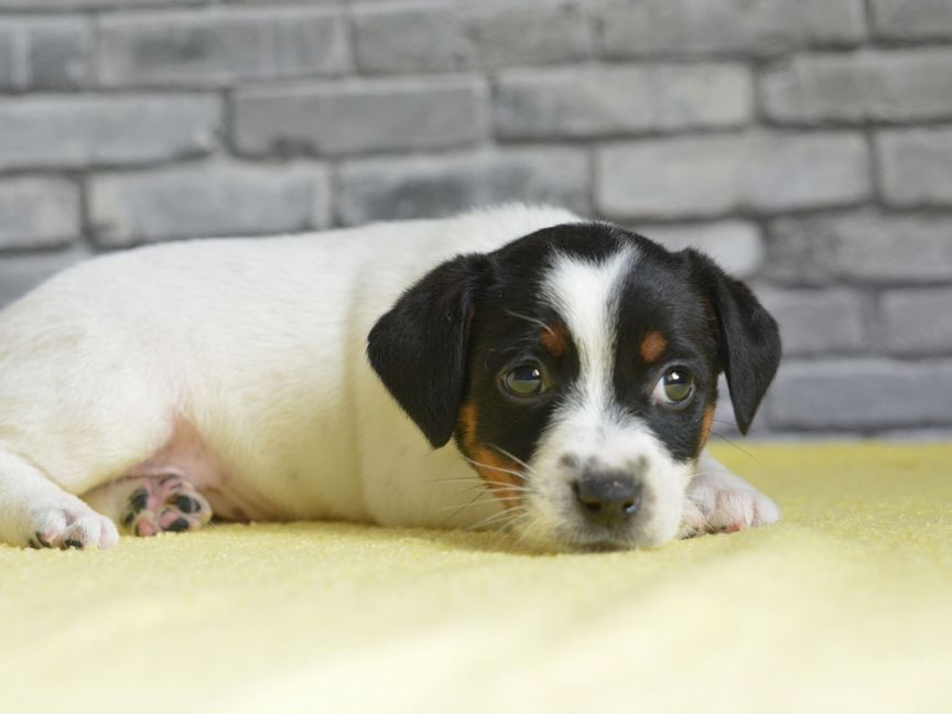 Щенок Джек Рассел терьер, РКФ, мальчик