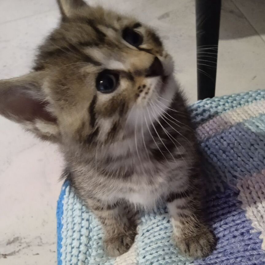 Котёнок в добрые руки