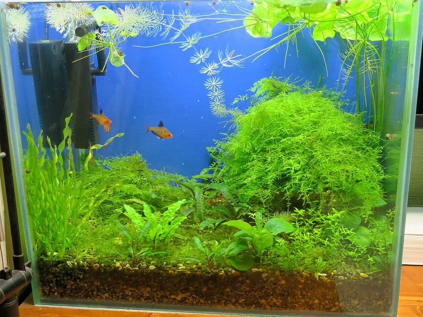 Набор растений, рыбок и креветок для аквариума